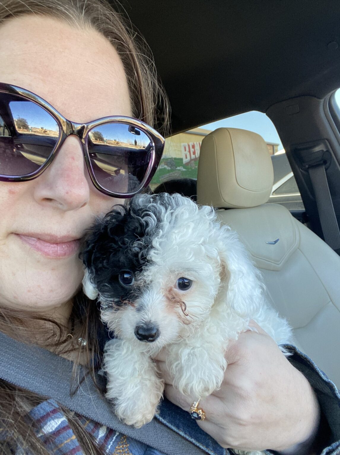 AKC Toy Poodle Puppies – Fort Worth, Tx